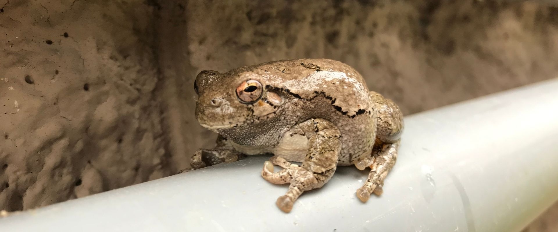 Frog & Toad Call Survey Workshop - April 5 - Honey Creek, Iowa