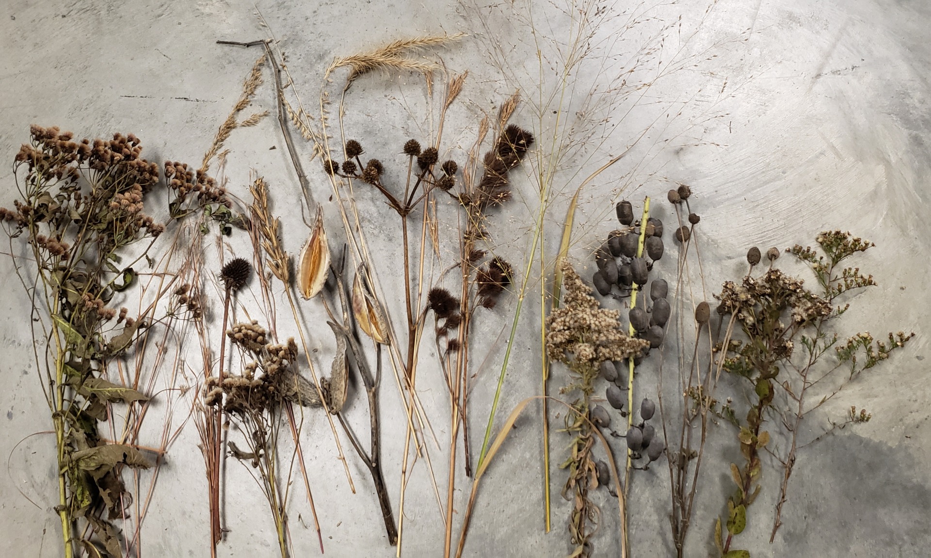 Prairie Seed Processing & Uses of Native Plants - November 30 - Council ...